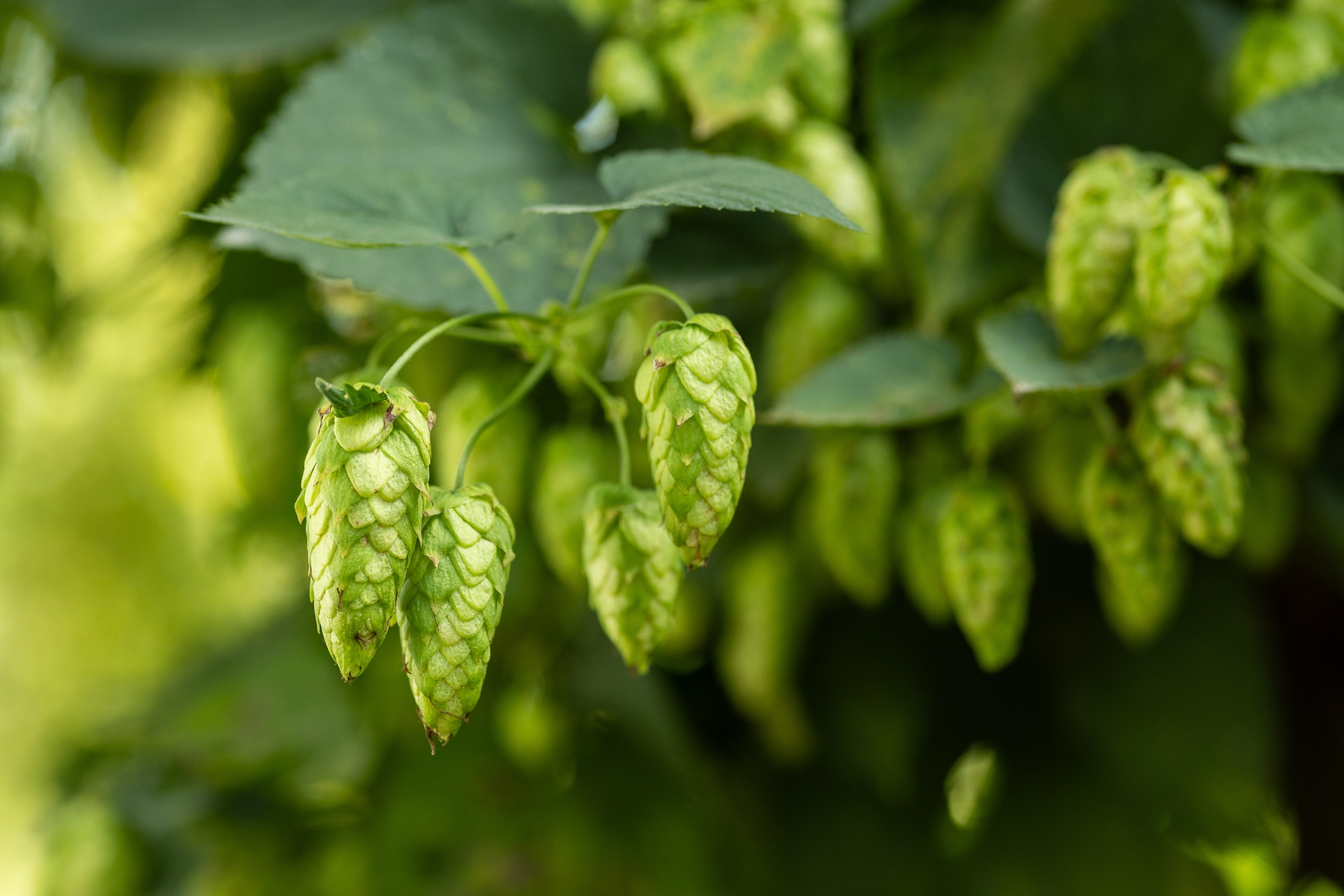 Hop Varieties | VGF Inc.